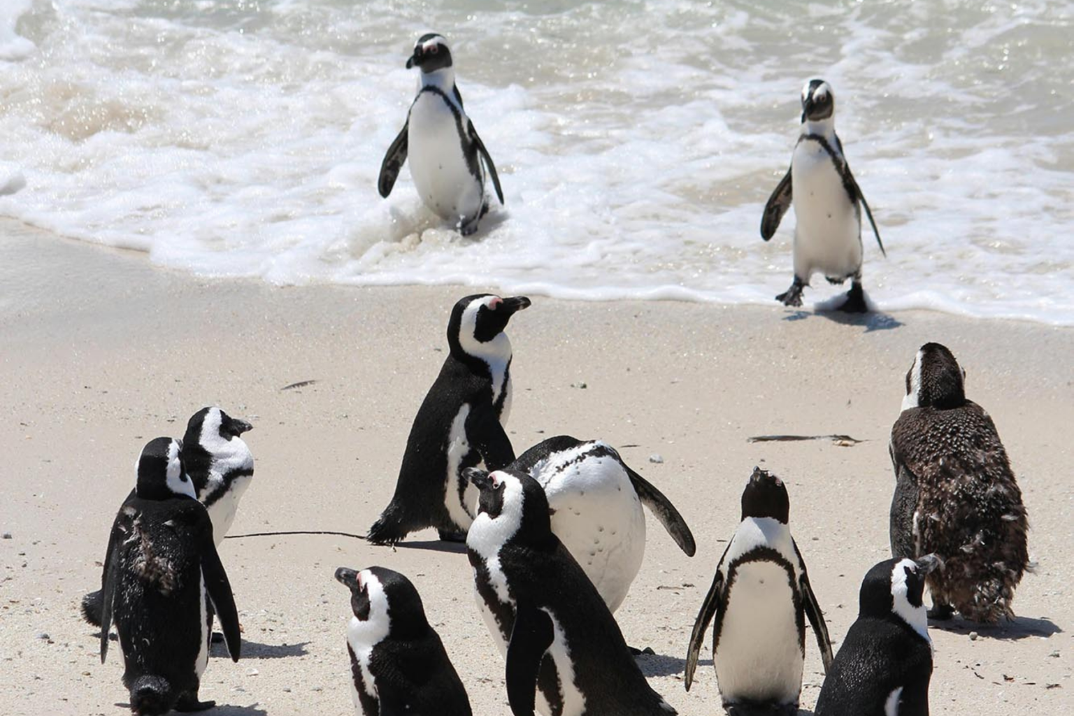 Penisola di Valdés: un viaggio tra balene, orche e pinguini - Evolution Travel